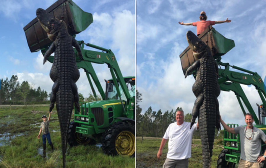 Huge gator caught in South Florida, but is it a record-setter? - Fox 4 ...