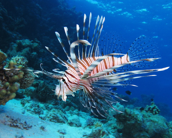 Growing lionfish population threatening to crowd out the native species ...