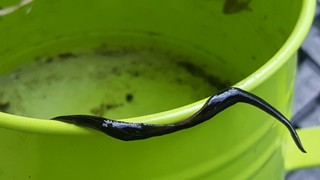 New Guinea flatworms found in Cape Coral - Fox 4 Now WFTX Fort Myers ...