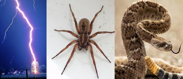 Florida man survives lightning strike, spiders, snake bites - Fox 4 Now ...