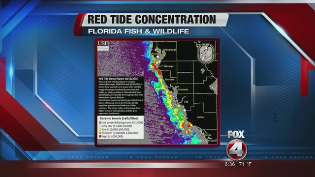 Red tide levels rise in Southwest Florida - Fox 4 Now WFTX Fort Myers ...