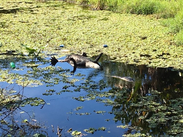 Dead alligator causing a stink in San Carlos Park - Fox 4 Now WFTX Fort ...