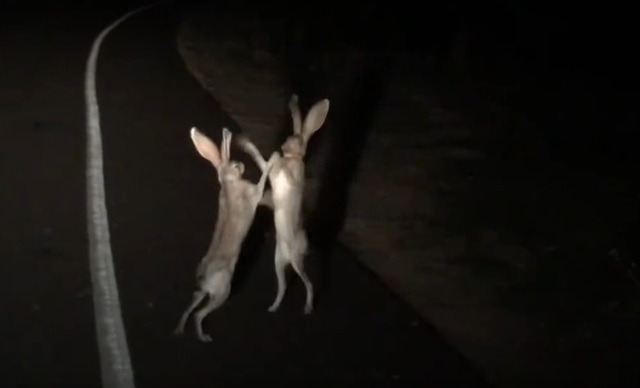 Jackrabbit fight has internet giggling - Fox 4 Now WFTX Fort Myers/Cape ...