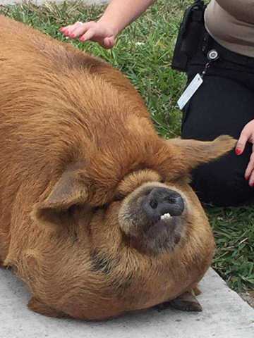 300 pound lost pig found in Naples neighborhood - Fox 4 Now WFTX Fort ...