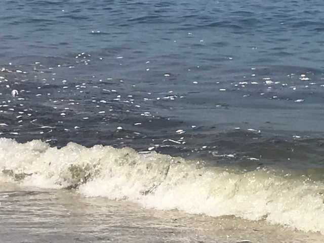 Photos of Southwest Florida water issues, fish kills, beach hazards ...