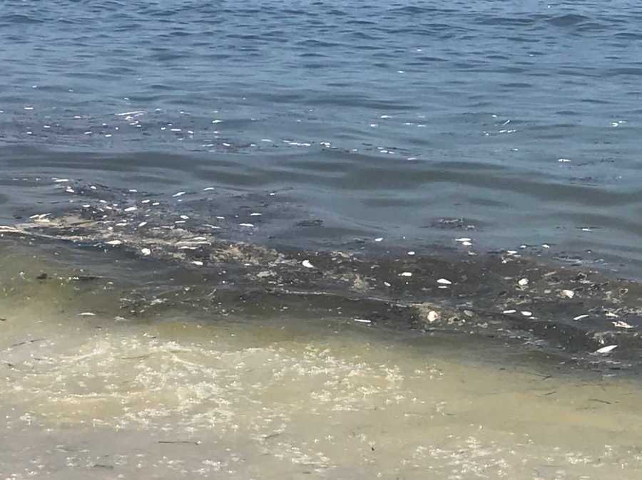 Photos: Fish kills in Southwest Florida in summer 2018 - Gallery