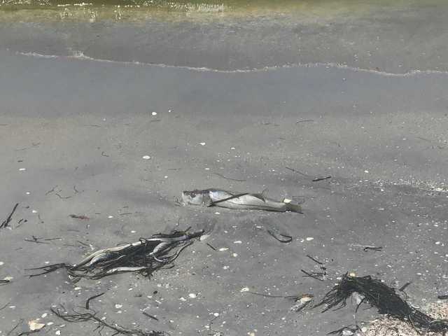 Photos: Fish kills in Southwest Florida in summer 2018 - Gallery