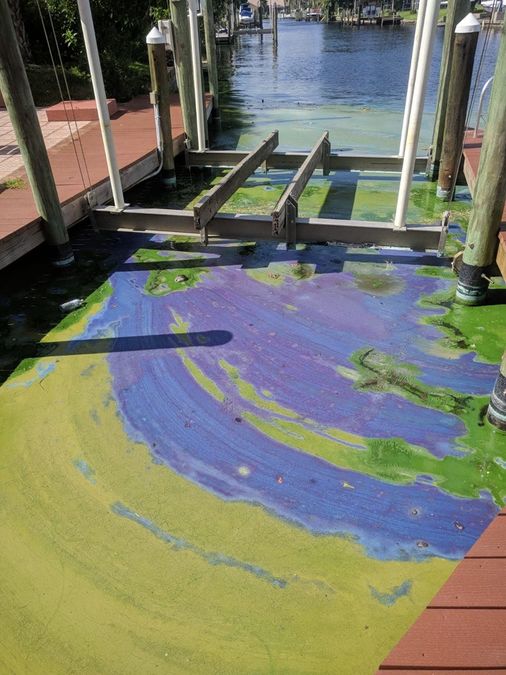 Photos of Southwest Florida water issues, fish kills, beach hazards ...