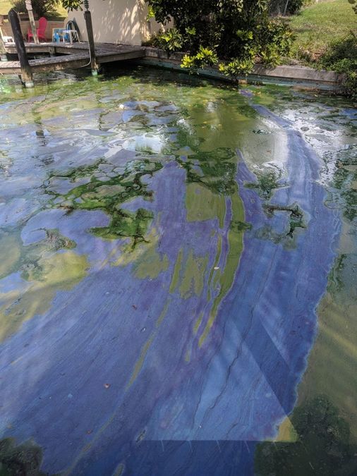 Photos of Southwest Florida water issues, fish kills, beach hazards ...