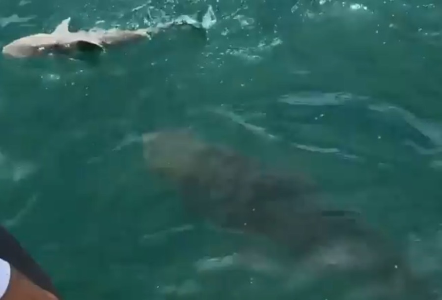 Watch: Goliath grouper eats fisherman's shark - Fox 4 Now WFTX Fort ...