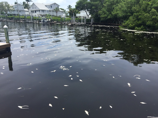 Photos: Fish kills in Southwest Florida in summer 2018 - Gallery