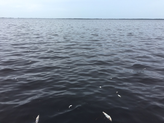 Photos: Fish kills in Southwest Florida in summer 2018 - Gallery