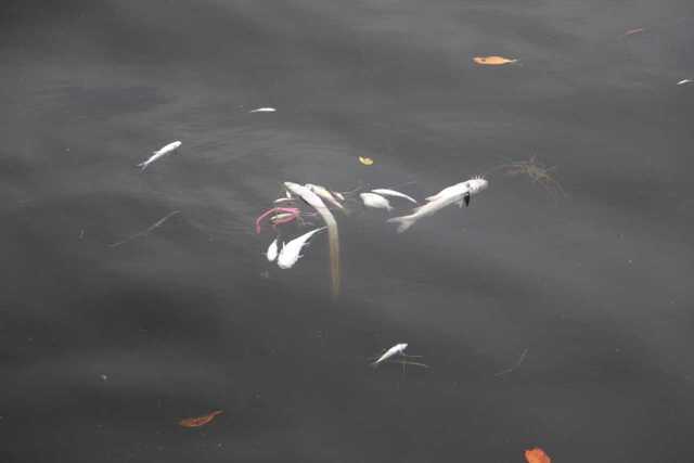 Photos: Fish kills in Southwest Florida in summer 2018 - Gallery