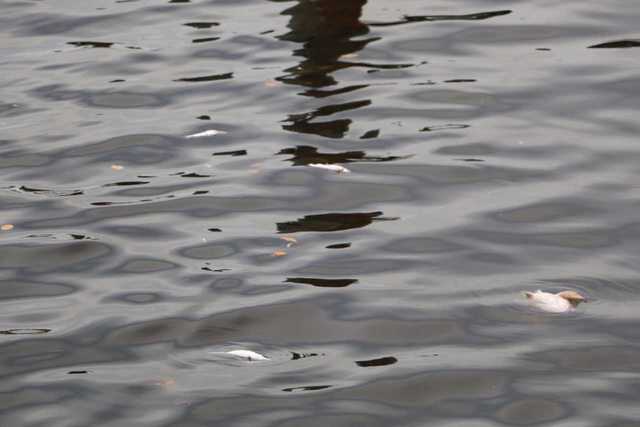 Photos: Fish kills in Southwest Florida in summer 2018 - Gallery