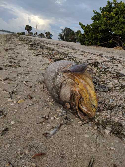 Photos: Fish kills in Southwest Florida in summer 2018 - Gallery